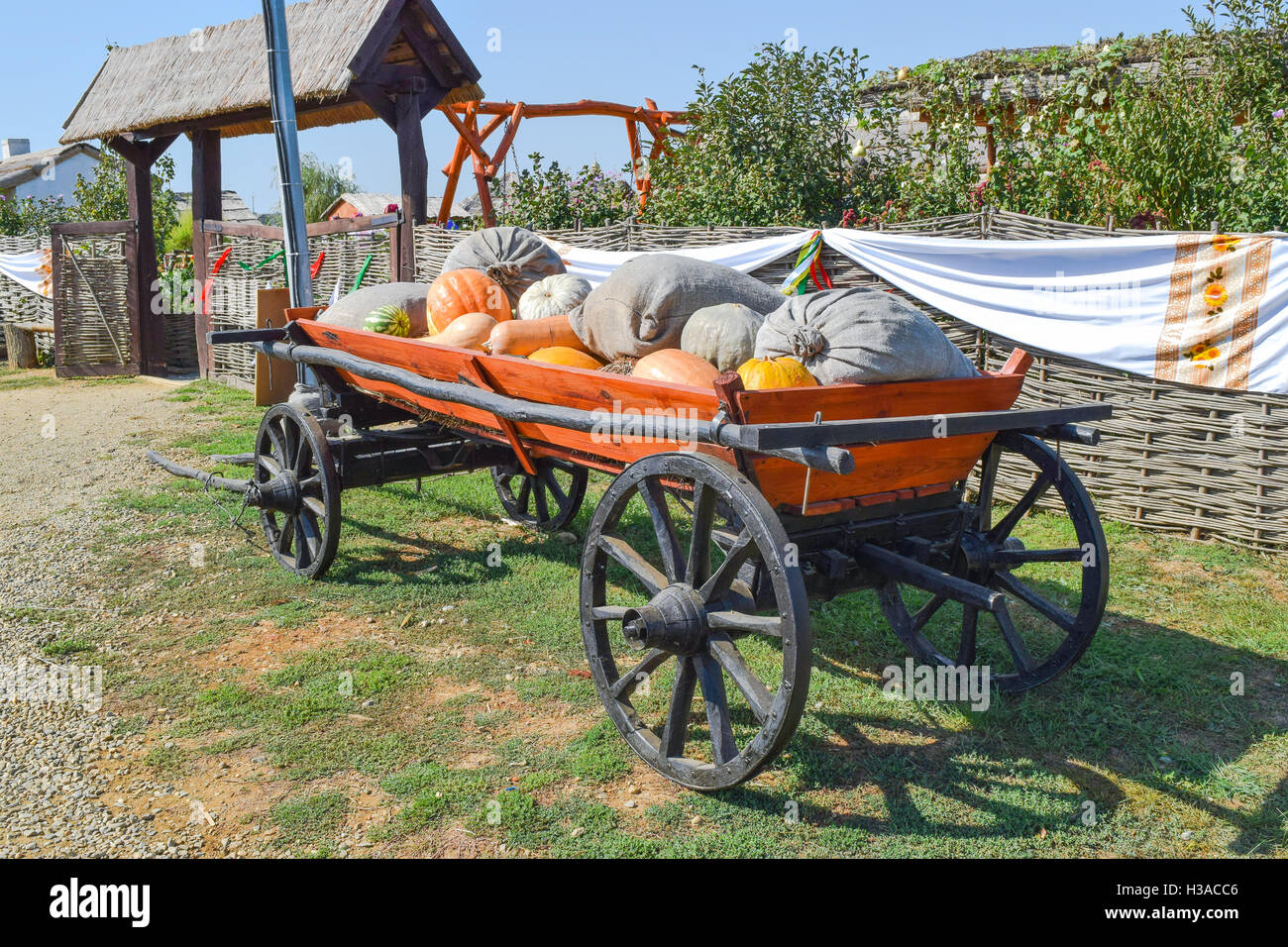 Ripe pumpkins in a cart. Transportation of pumpkins and squash in the ...
