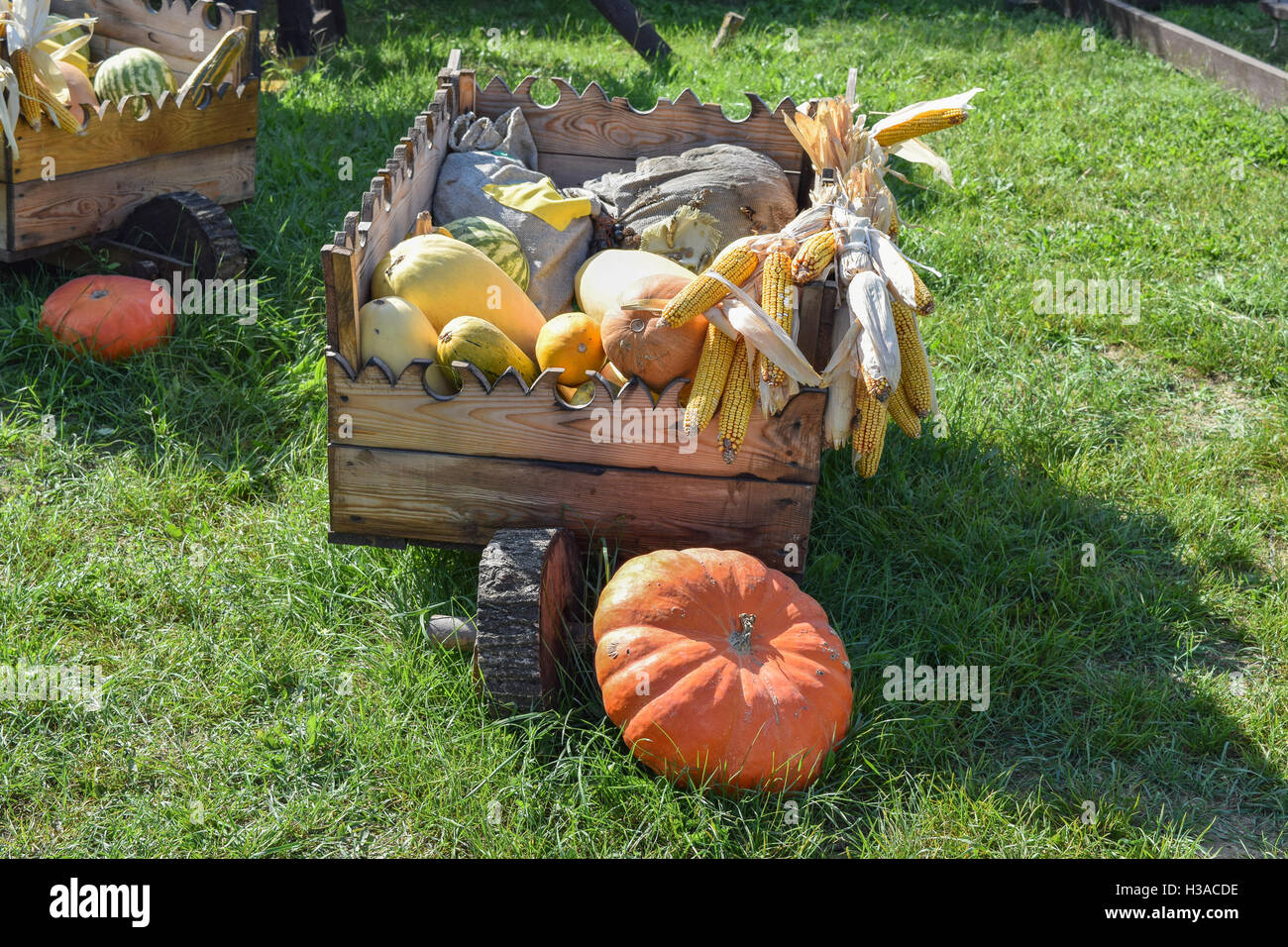 Ripe pumpkins in a cart. Transportation of pumpkins and squash in the ...