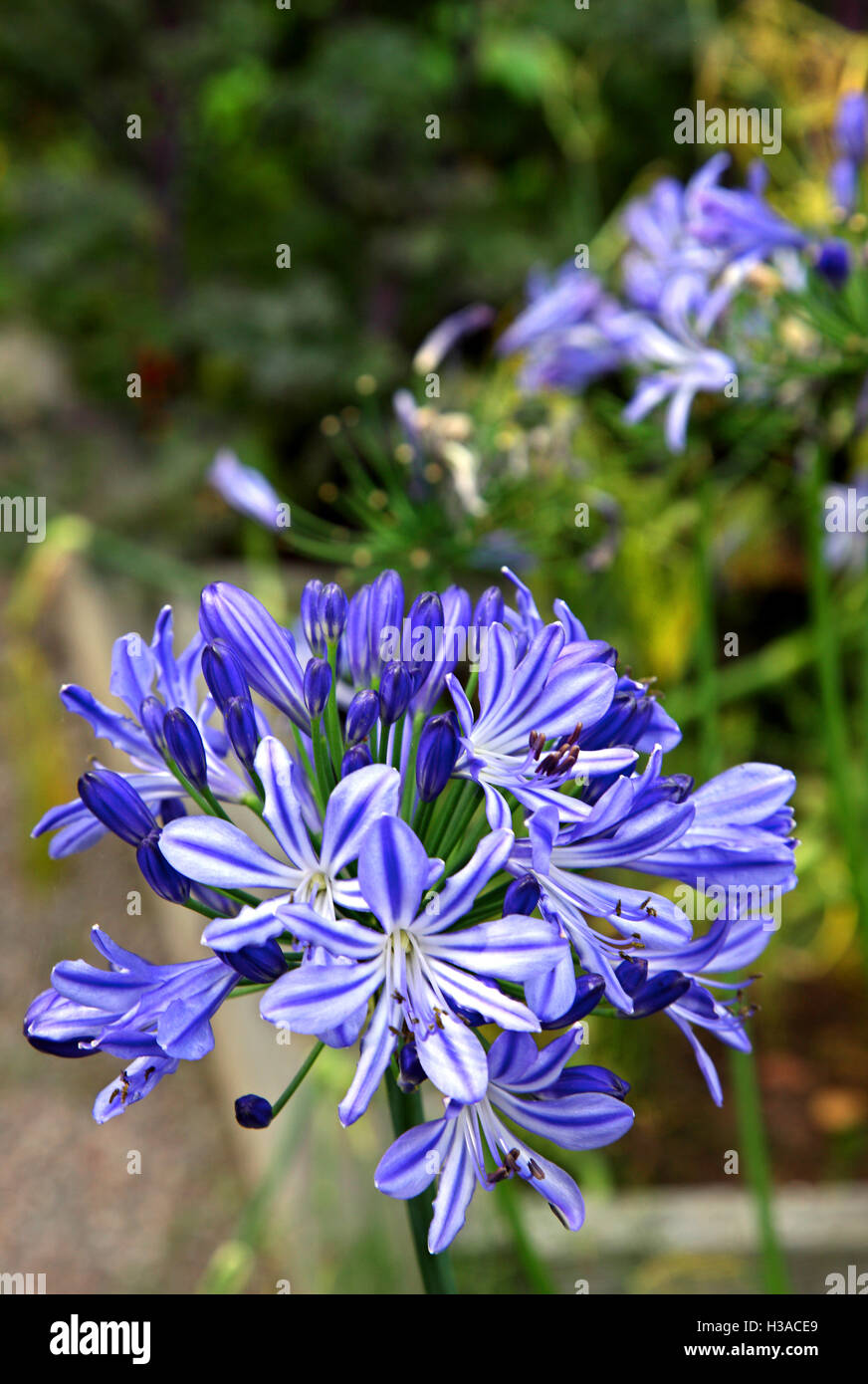Beautiful flowers in the gardens of Drottningholm palace, during a ...