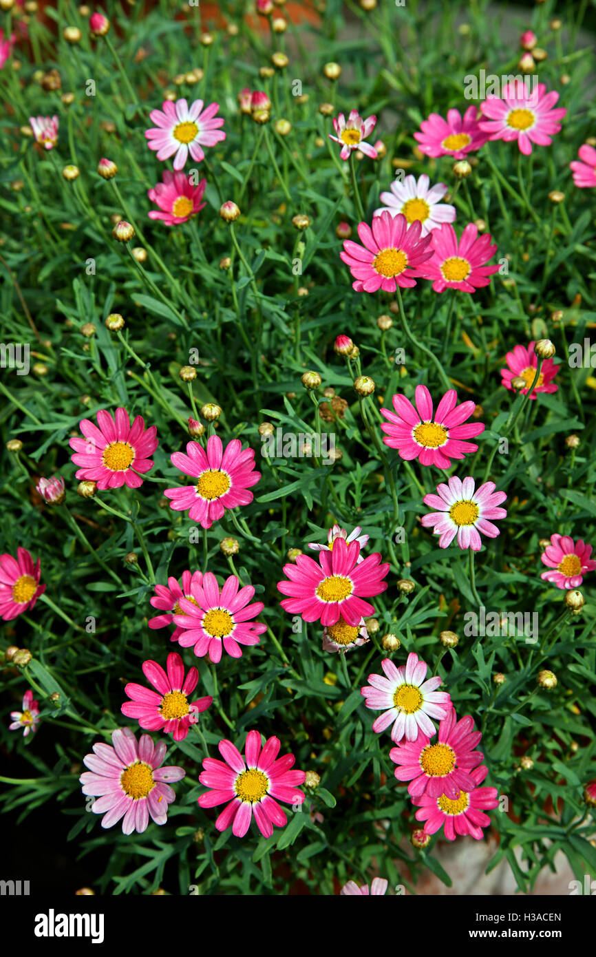 Beautiful flowers in the gardens of Drottningholm palace, during a ...