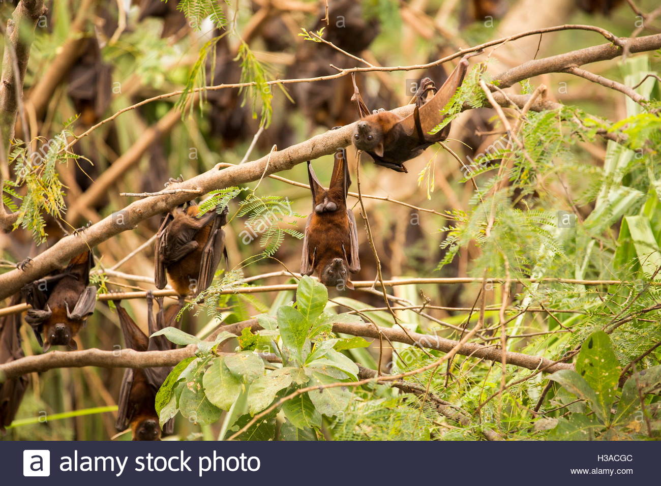 Megabat Stock Photos & Megabat Stock Images - Alamy