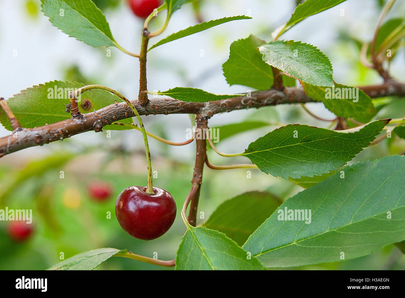Red cherries on a branch just before harvest in the garden at summer ...