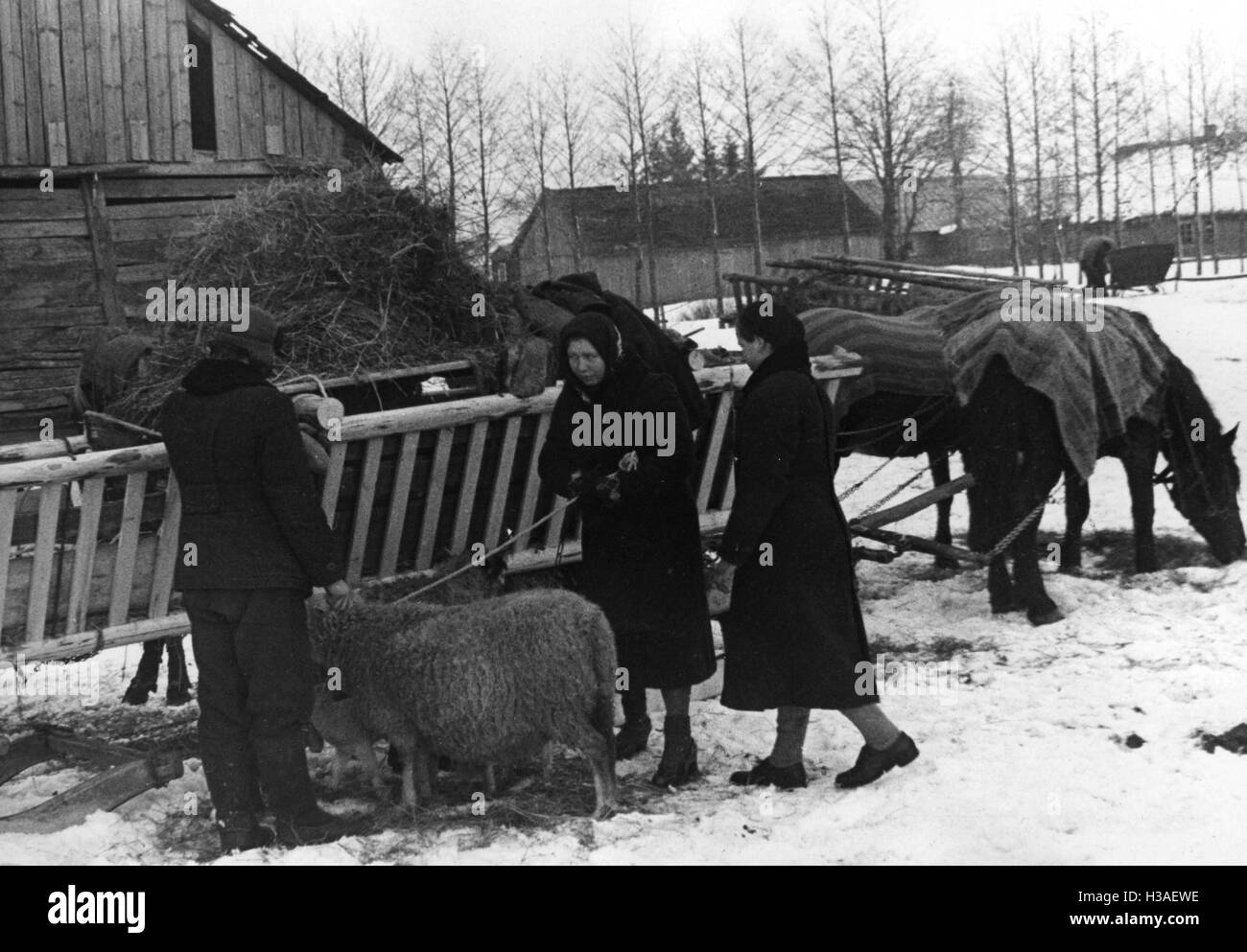 Cattle horse Black and White Stock Photos & Images - Alamy