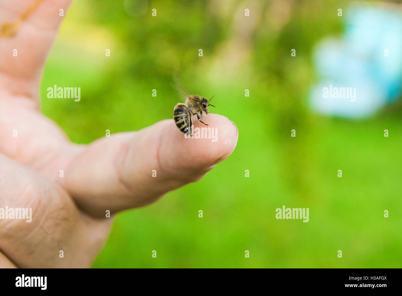 Close up view of the Bee stinging in the human finger of the hand. Some ...