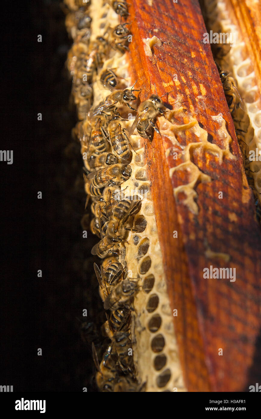 Close up view of the opened hive body showing the frames populated by ...