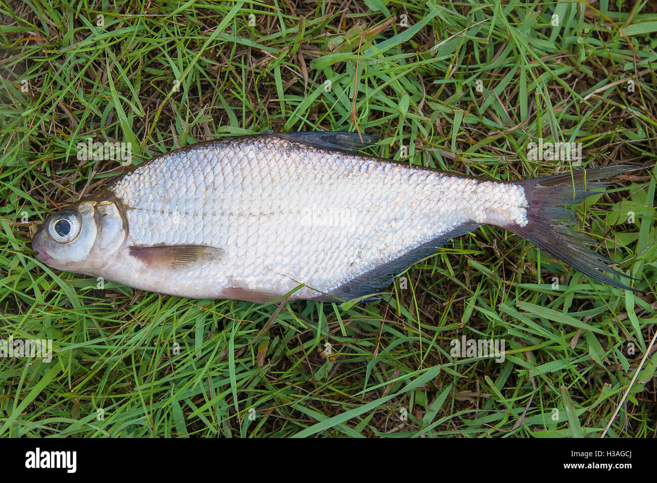 Freshwater fish just taken from the water. Single silver bream or white ...