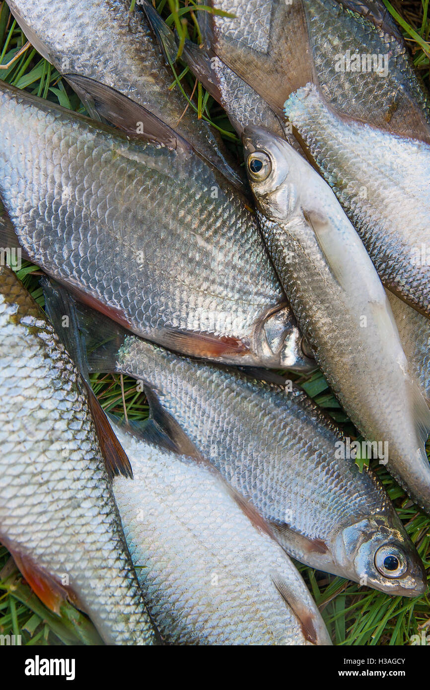 Freshwater fish just taken from the water. Several bream, roach, bleak ...