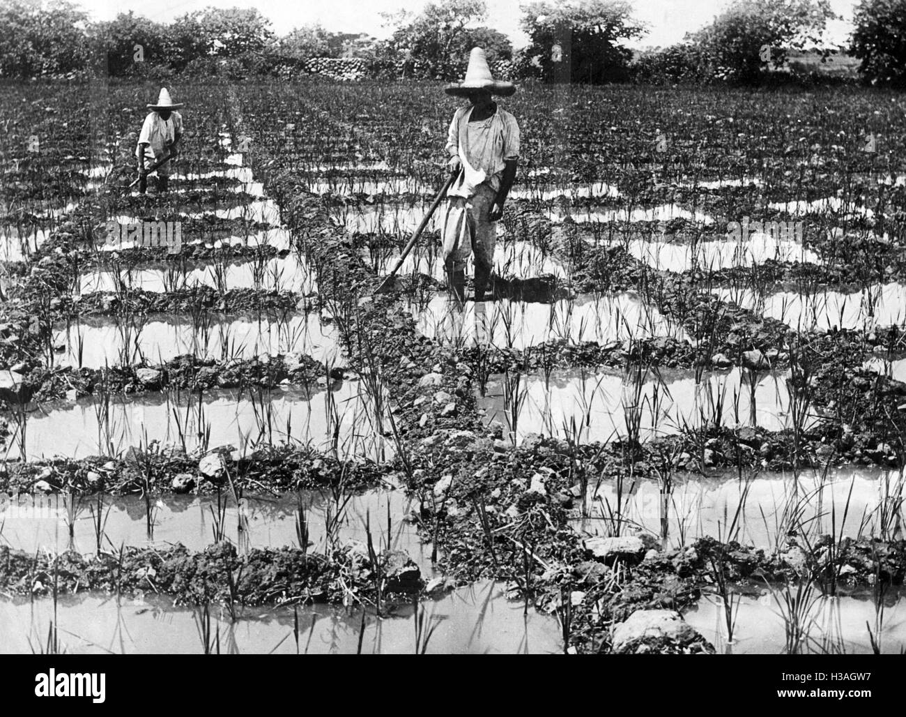 Paddy Field Black and White Stock Photos & Images - Alamy