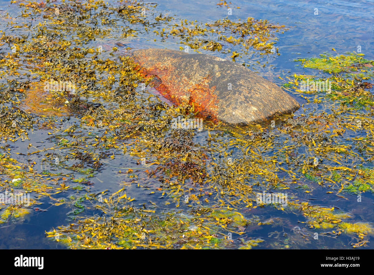 floating algae in the sea of Mandal in Norway Stock Photo - Alamy