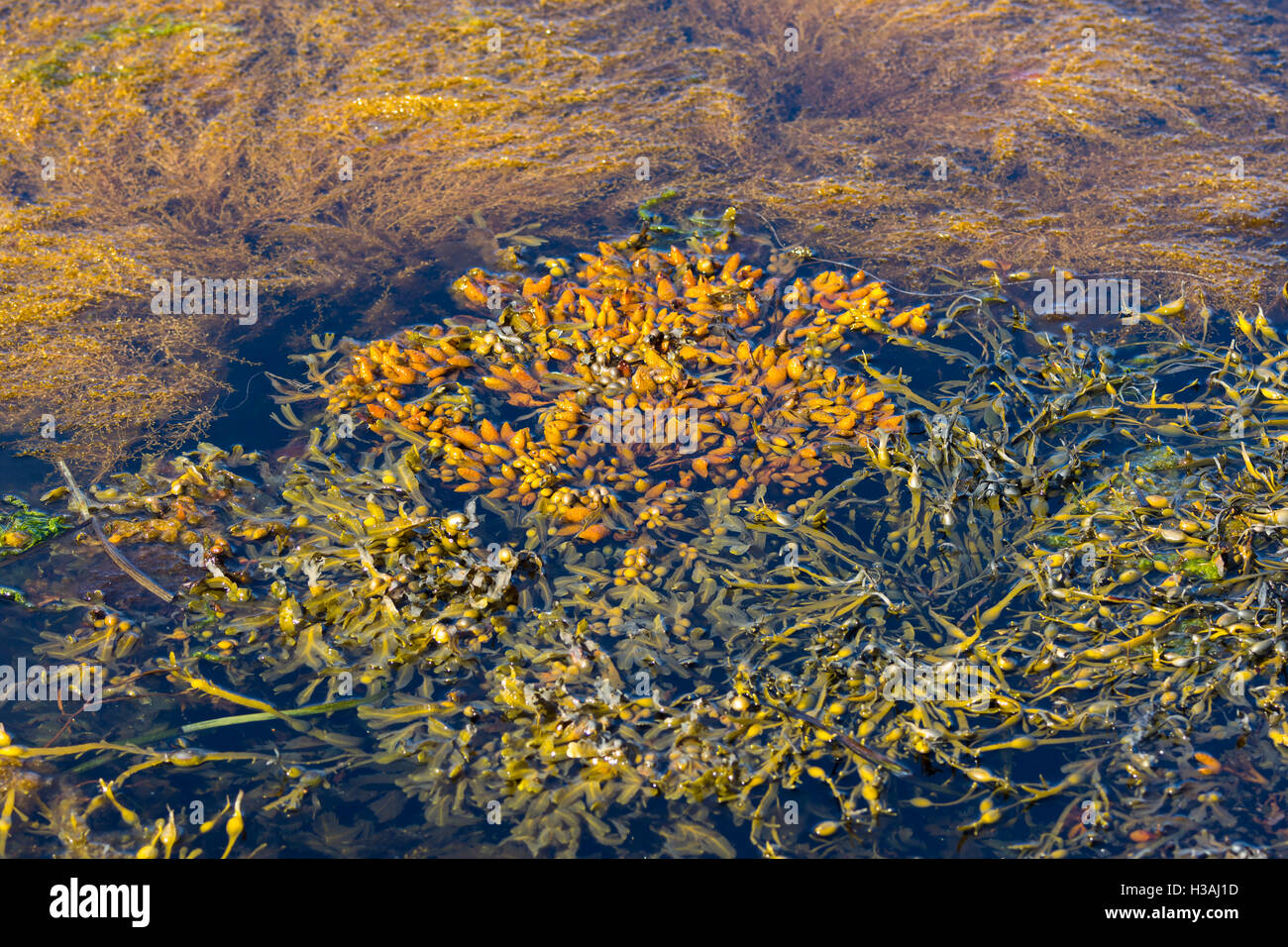 floating algae in the sea of Mandal in Norway Stock Photo - Alamy