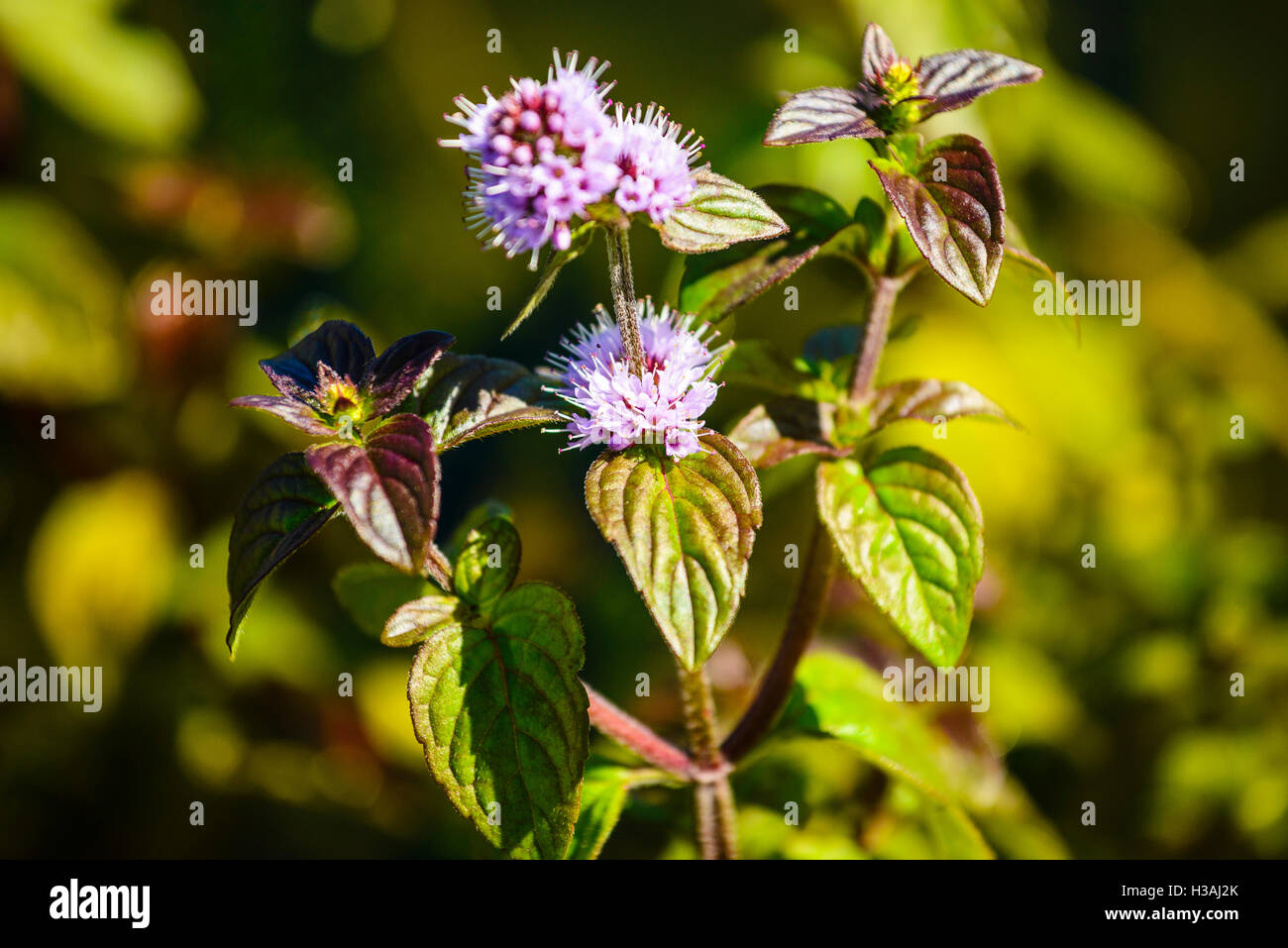 Water mint Mentha aquatica in a pond in North Lancashire England UK ...