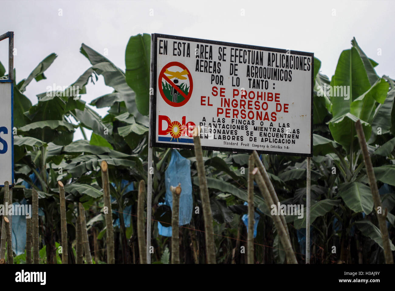 Visiting world famous and very important banana plantation in Costa ...