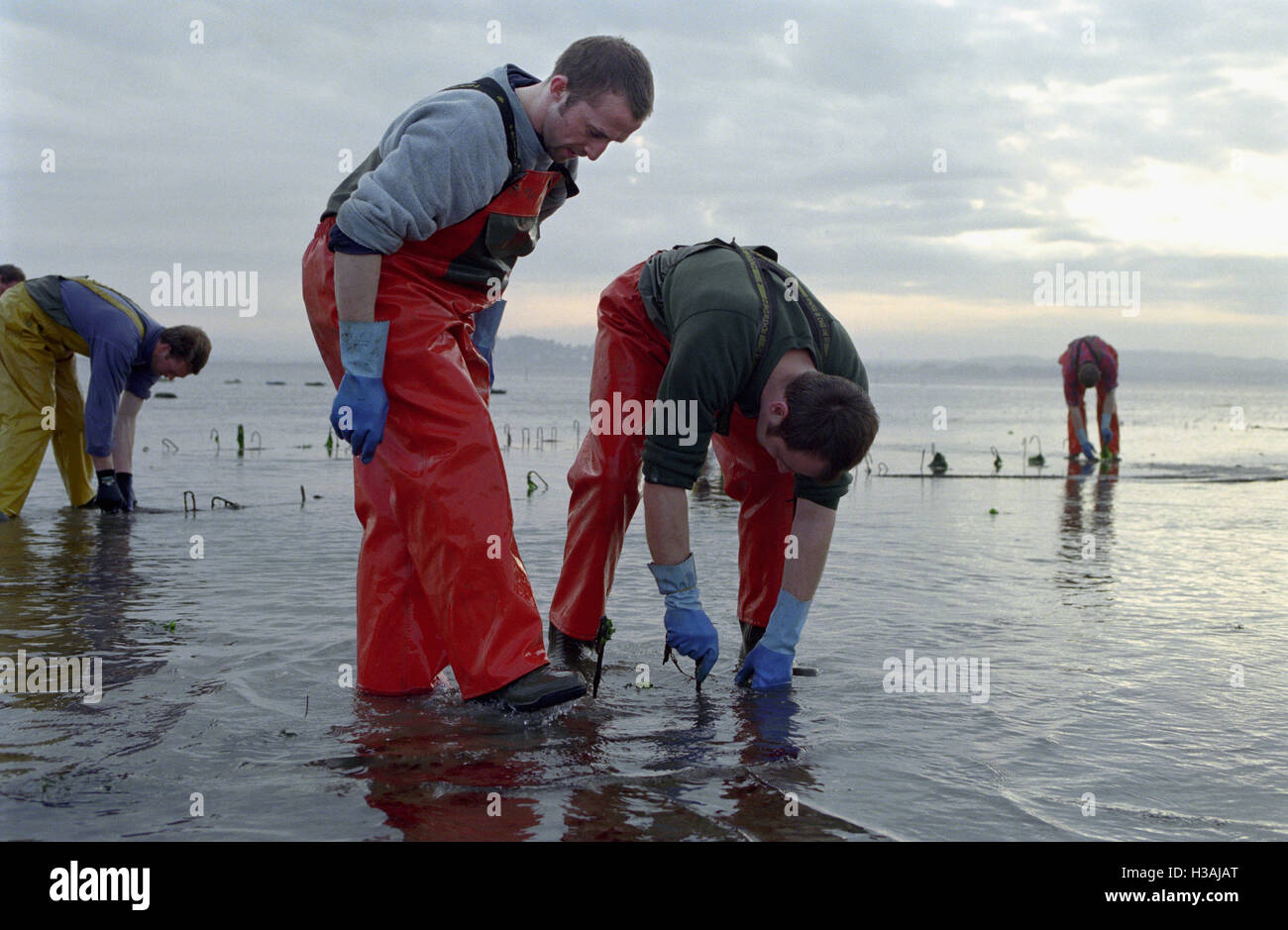 Clam farming hi-res stock photography and images - Alamy