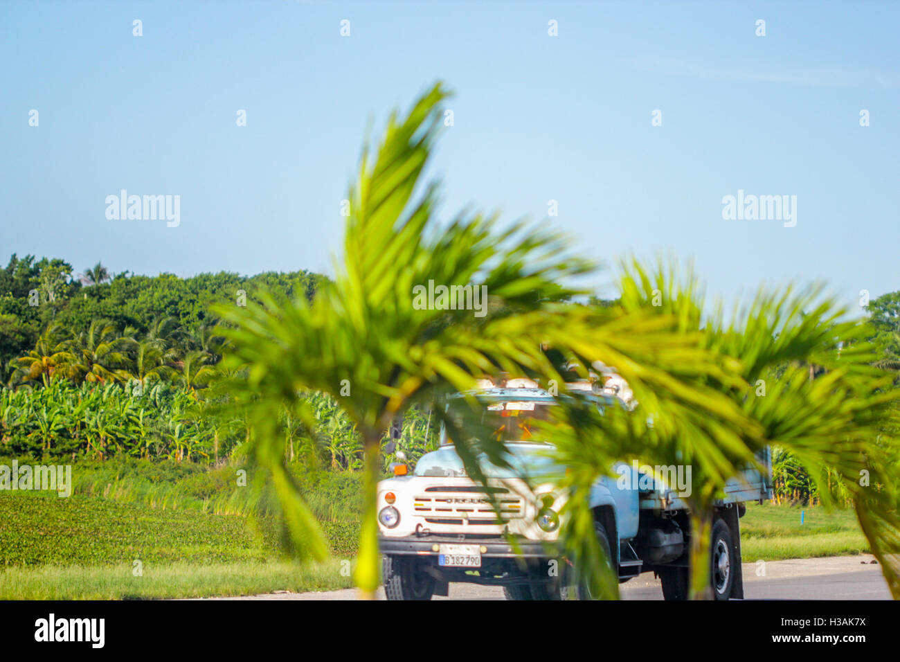 Blue truck behind the palm trees Stock Photo - Alamy