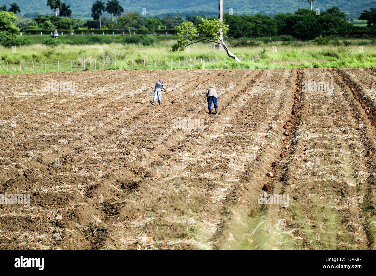 Fieldworkers hi-res stock photography and images - Alamy