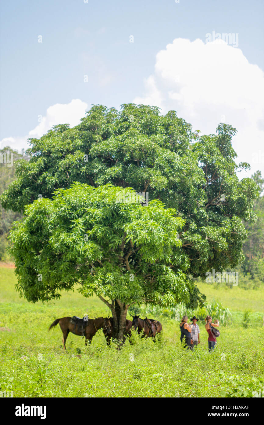 People working tropical fields Stock Photo - Alamy