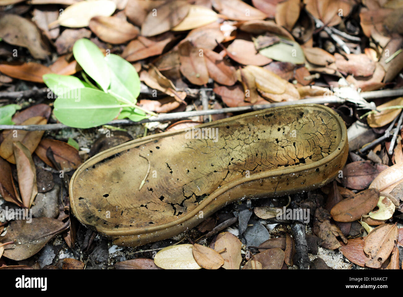 Broken shoe in the forest ground Stock Photo - Alamy