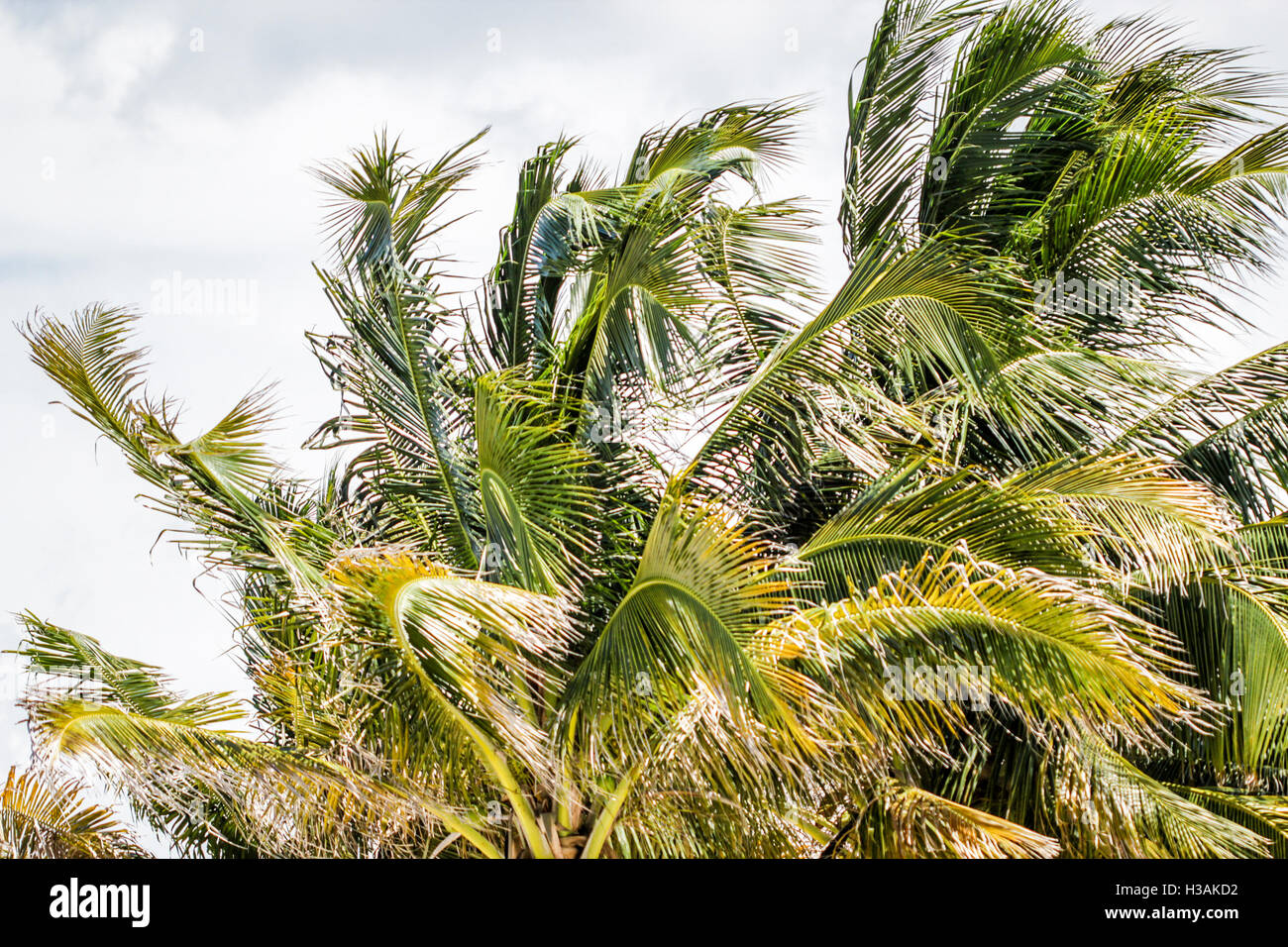 Top of Palm tree at the beach with a blue sky Stock Photo - Alamy