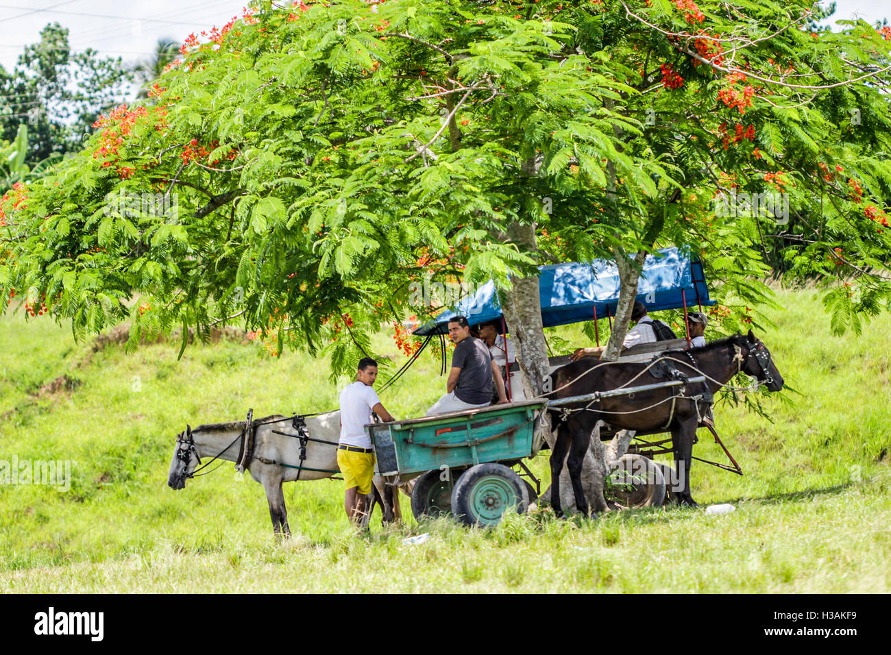 Horse riding carriage with a men on it, used by local cuban people to ...