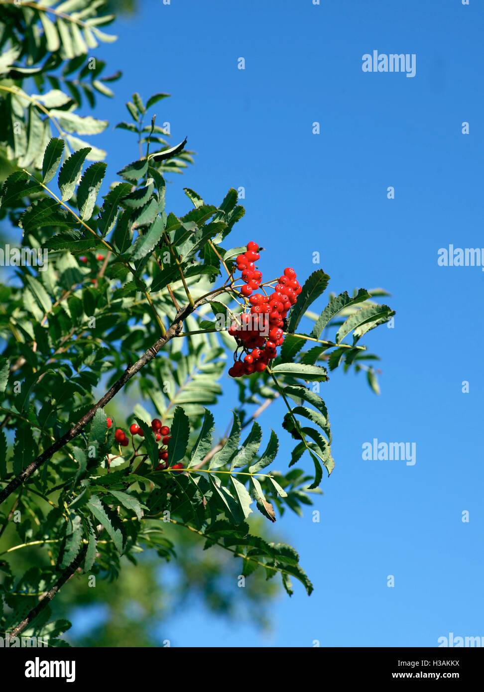 Killarney tree hi-res stock photography and images - Alamy