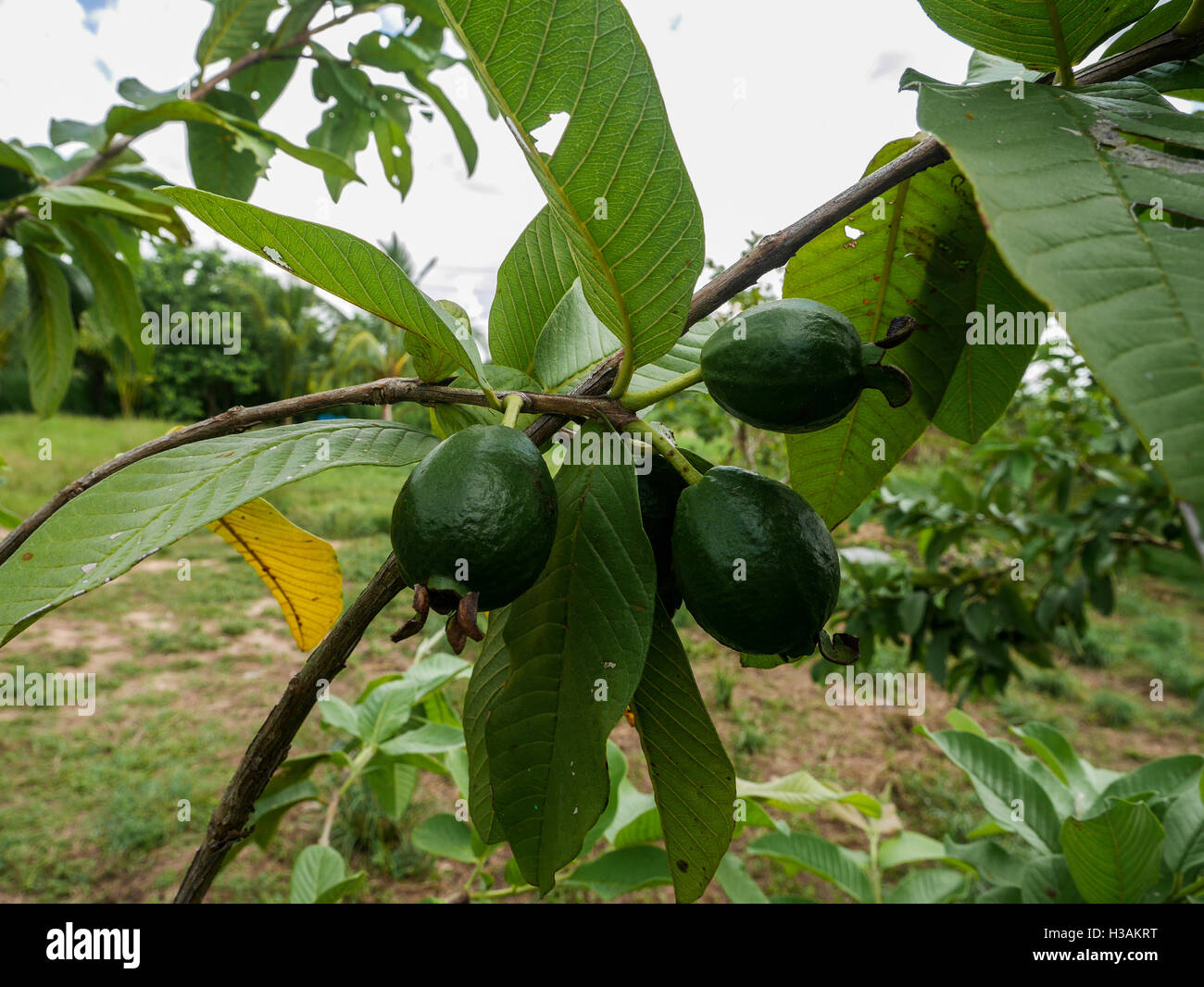 A pomegranate on one of the fruit trees in CUba Labrada’s family garden ...