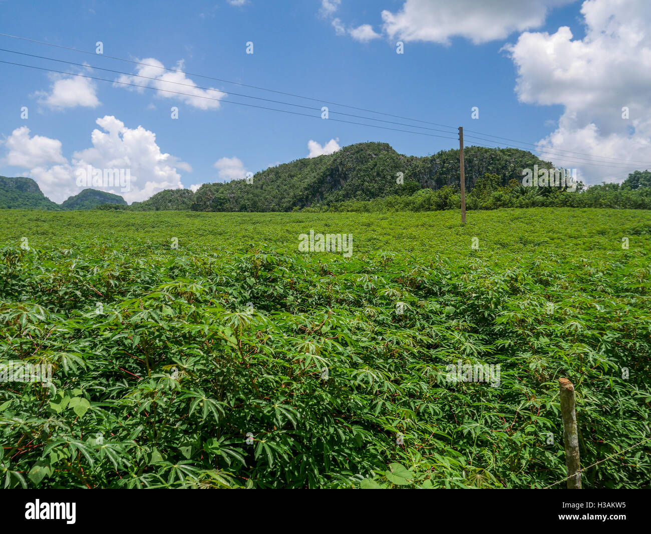 Empty but green fields in tropical countries like Cuba next to the ...