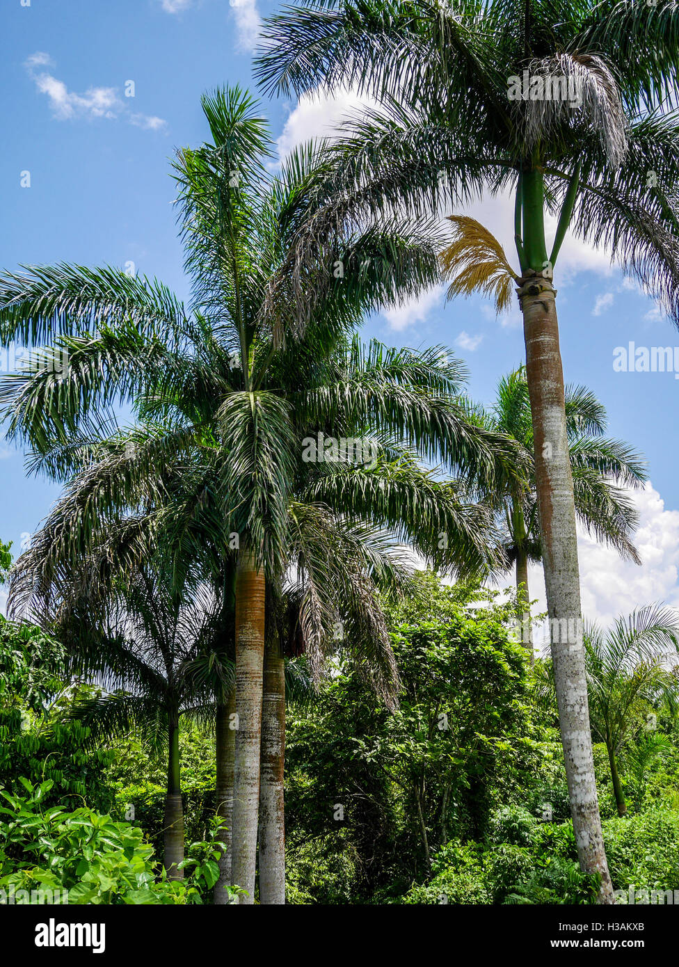 Hawaii de turismo hi-res stock photography and images - Alamy
