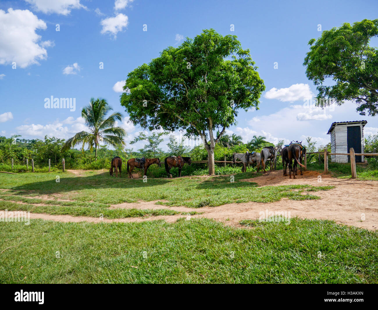 Empty but green fields in tropical countries like Cuba next to the ...