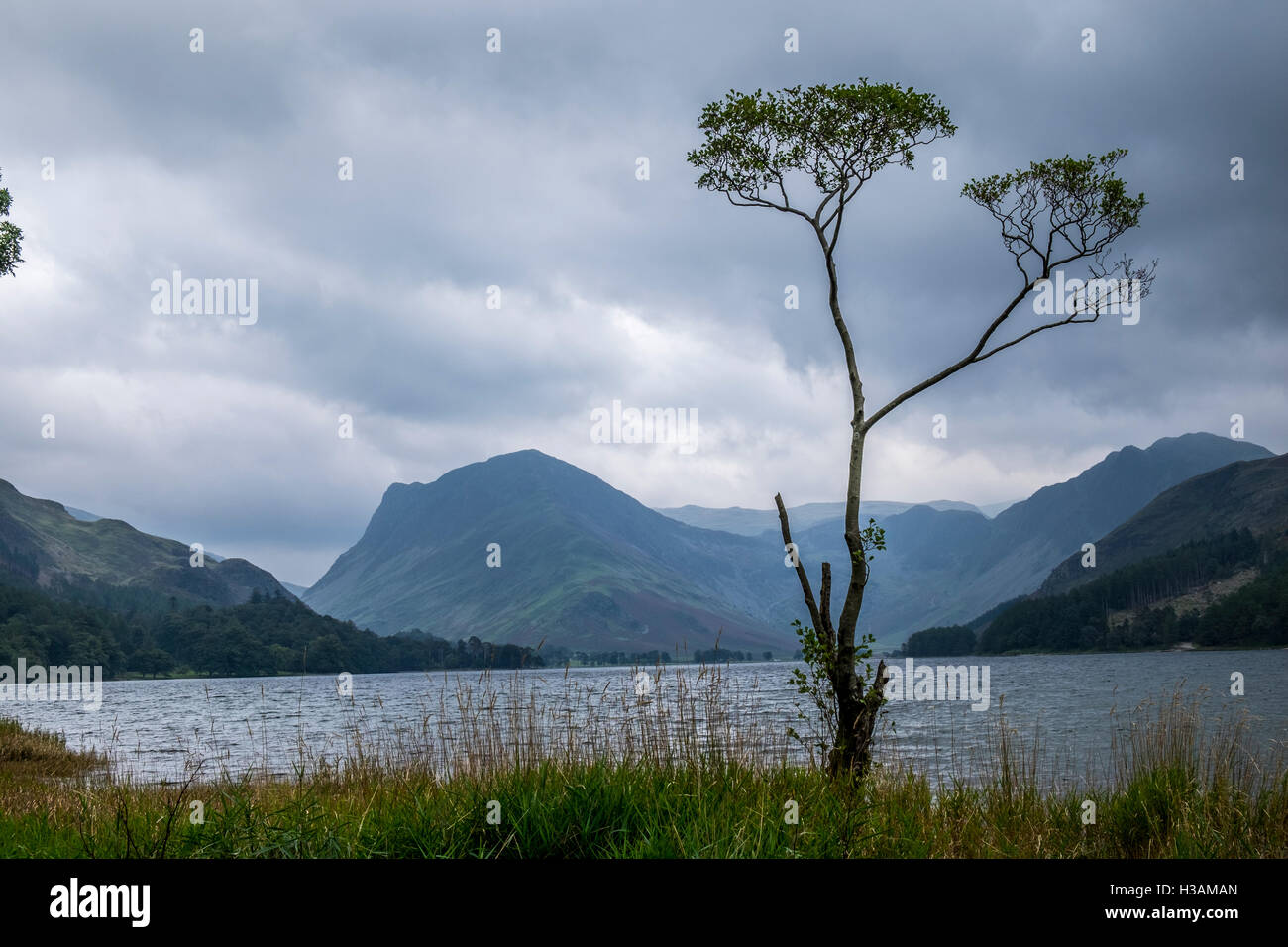 A lone tree on the banks of the Buttermere Water in the Lake District ...