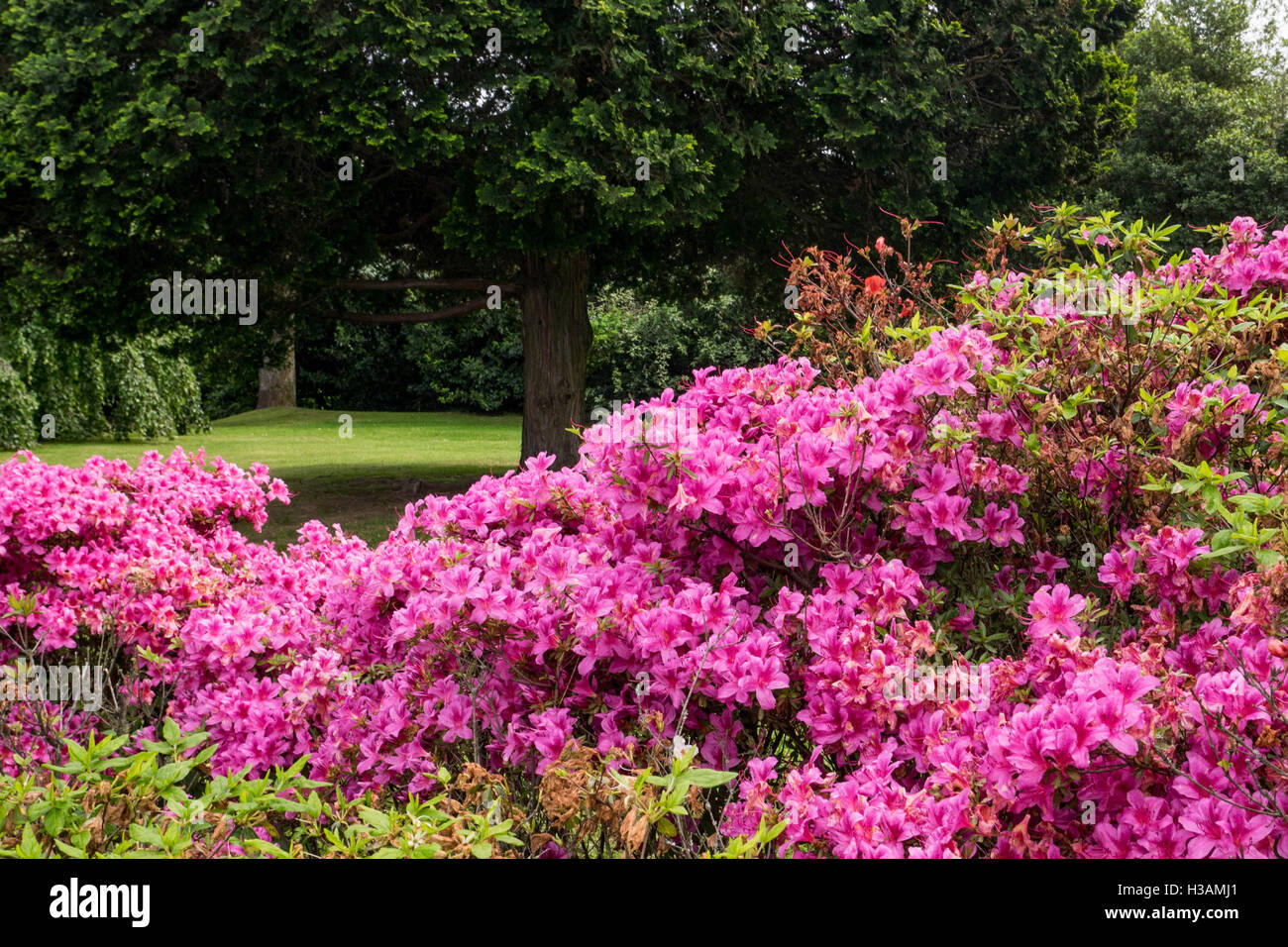 Pink flowers in a park Stock Photo - Alamy