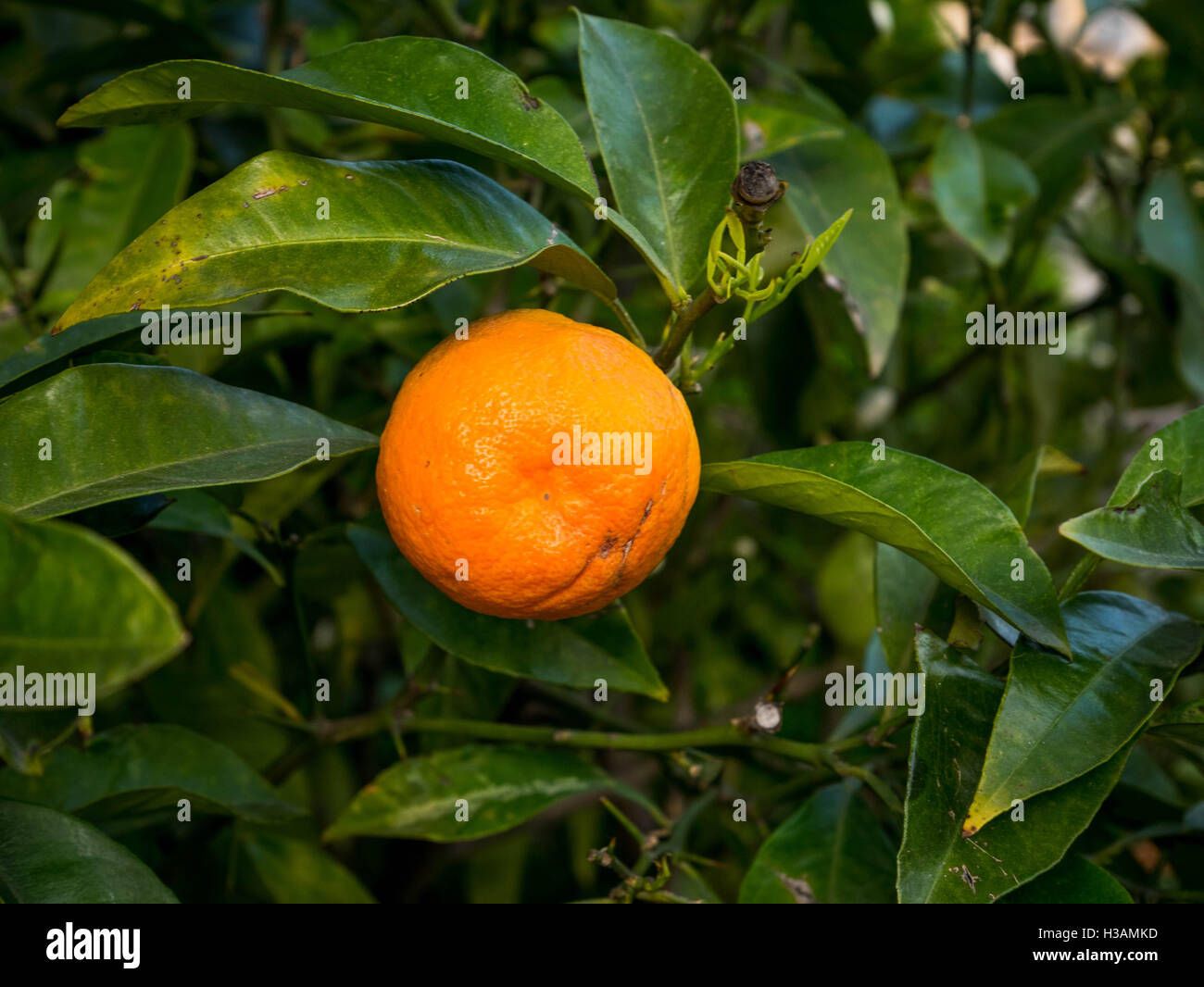 Clementiner, mandarin growing ripes on its tree in south of europe ...