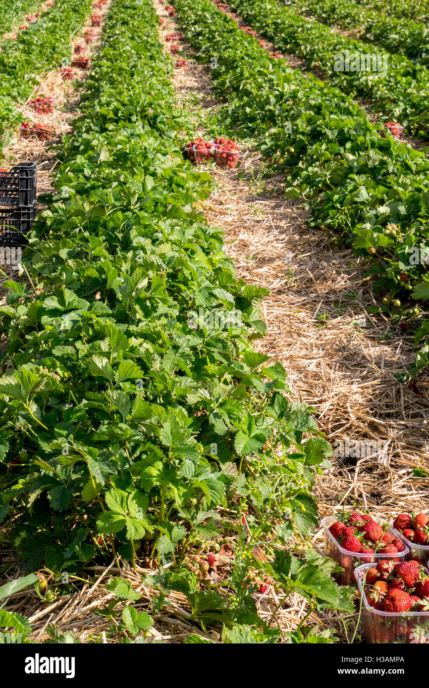 Holly berry farm hi-res stock photography and images - Alamy
