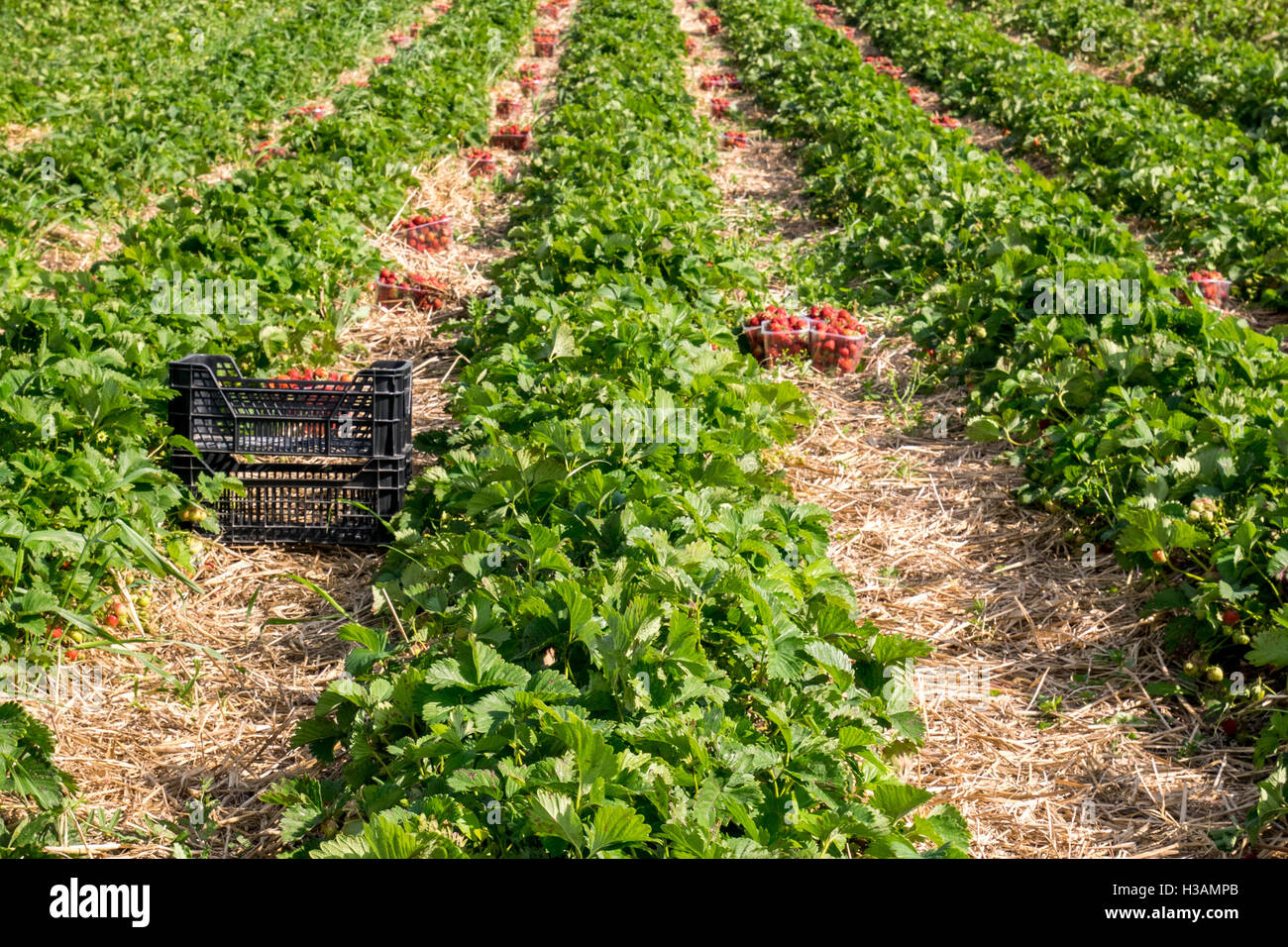 Strawberry field full of picked strawberries Stock Photo - Alamy