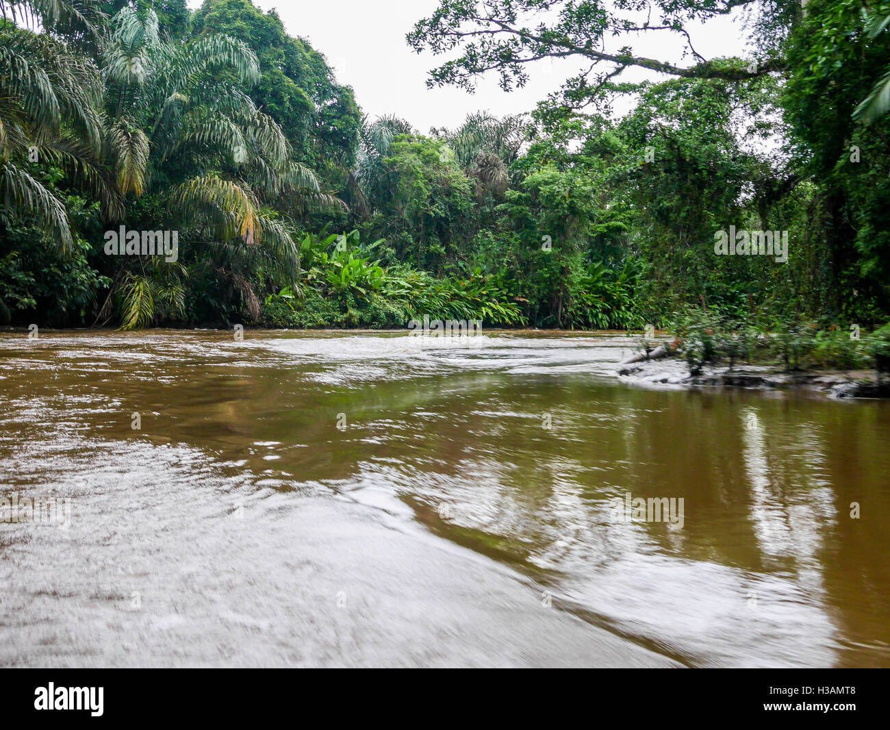 Swimming in jungle river Stock Photo - Alamy
