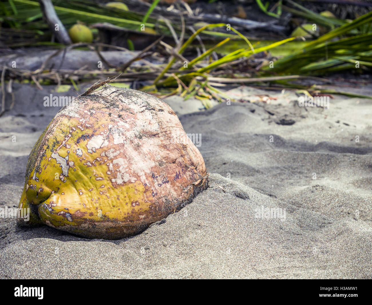 Rotten coconut hi-res stock photography and images - Alamy