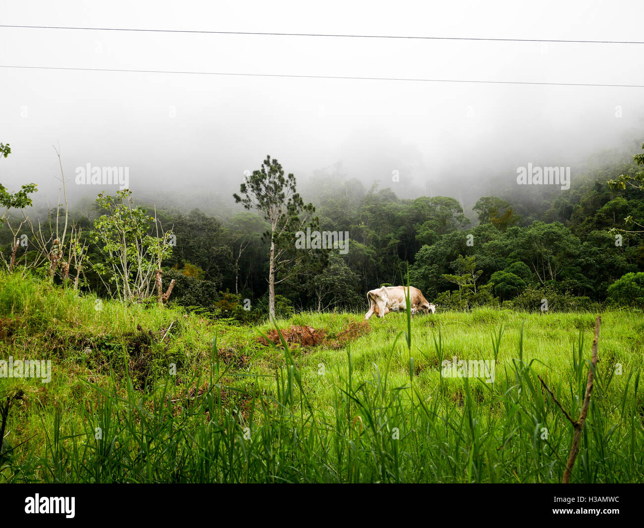 Green Field With Lonely cow Stock Photo - Alamy