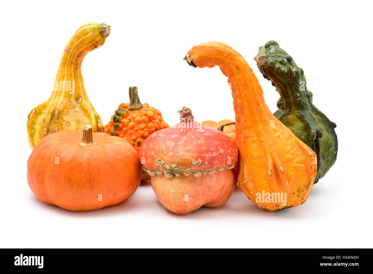 an assortment of different and peculiar pumpkins on a white background ...