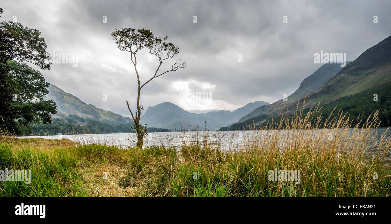 A lone tree on the banks of the Buttermere Water in the Lake District ...