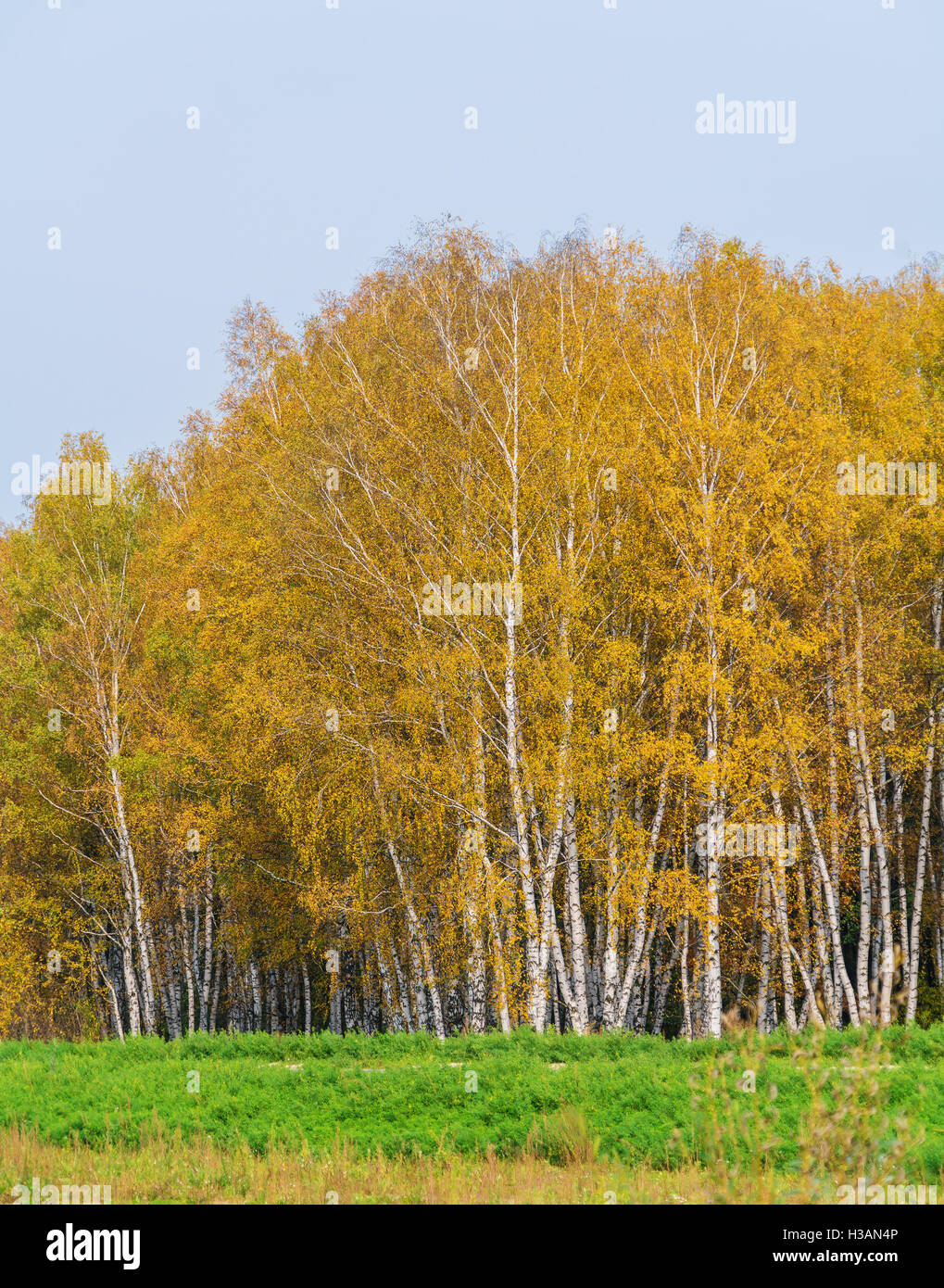 Landscape with yellow birches in the autumn forest Stock Photo - Alamy