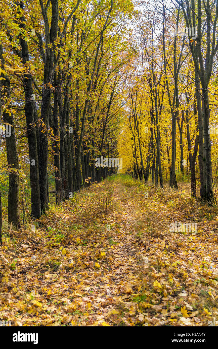 Autumn landscape with maple forest and fallen yellow leaves Stock Photo - Alamy