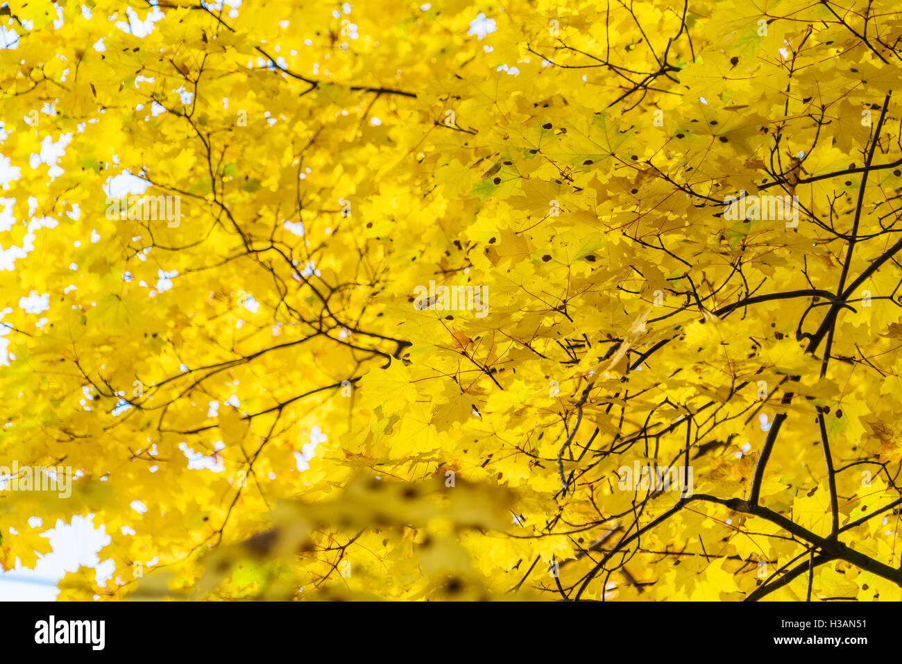 Autumn background with bright yellow maple leaves lit by sunlight Stock ...
