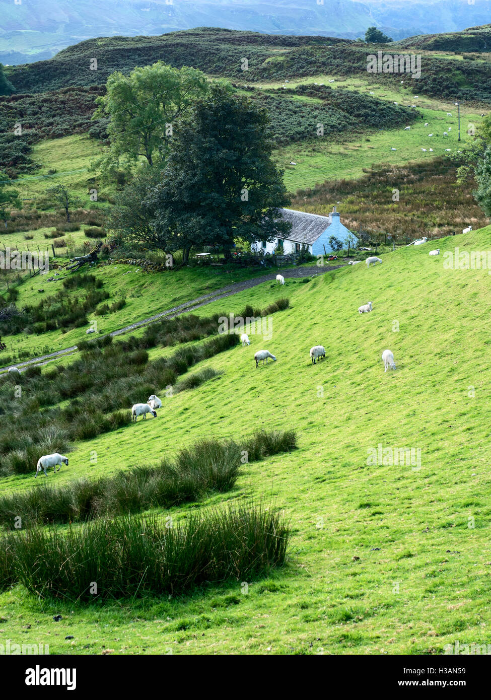 Sheep house on grassland hi-res stock photography and images - Alamy