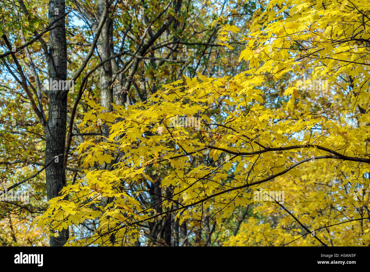 Autumn landscape with maple forest and fallen yellow leaves Stock Photo - Alamy