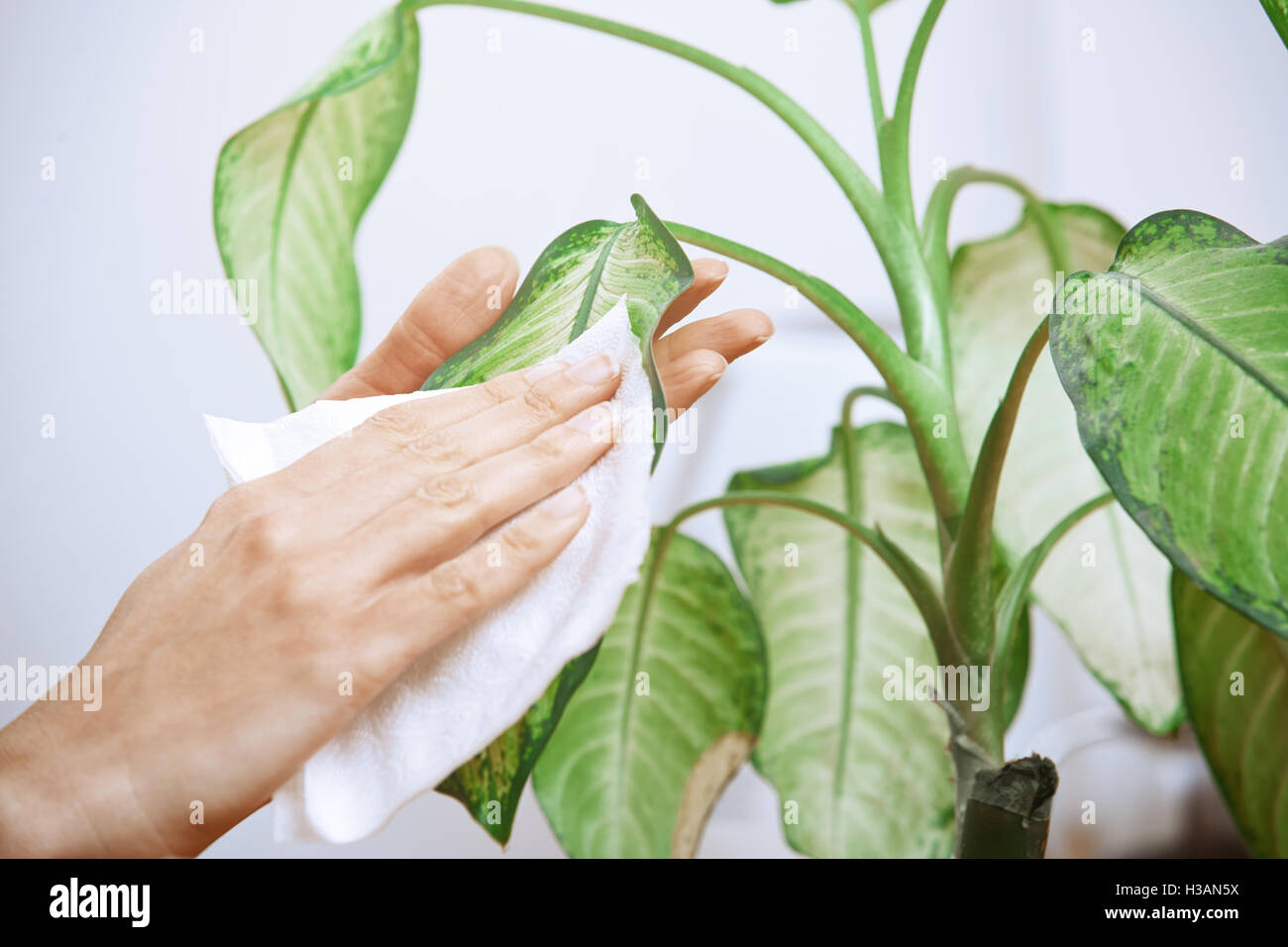Gardening routine hi-res stock photography and images - Alamy