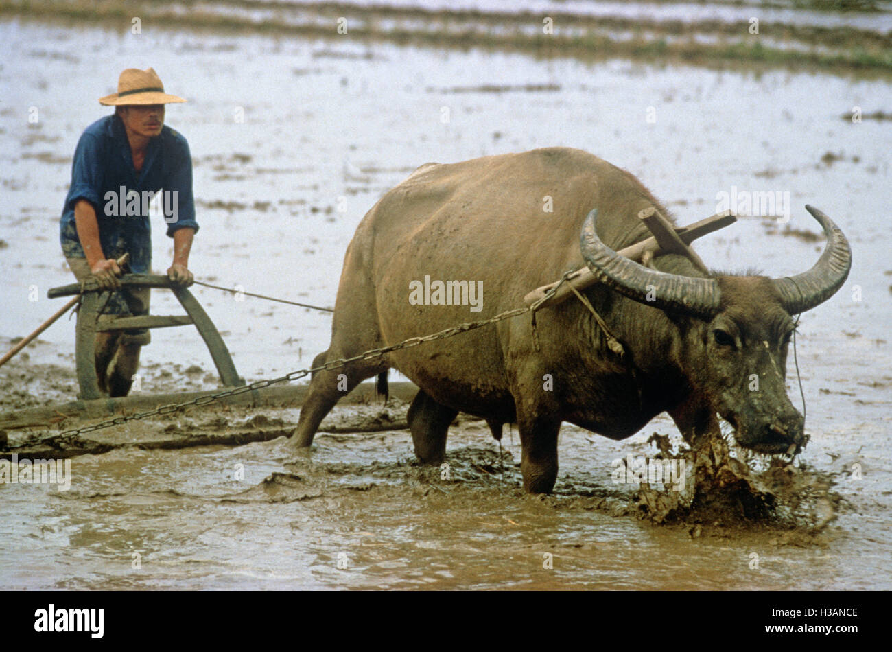 Chinese commune worker with bullock leveling puddled fields for rice ...