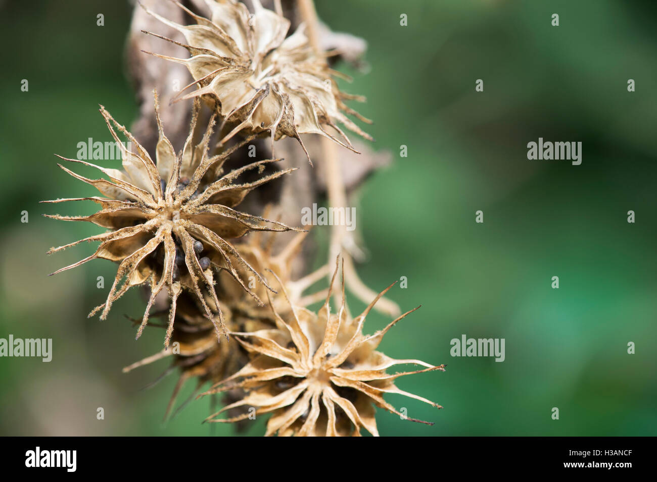 Abutilon tree hi-res stock photography and images - Alamy