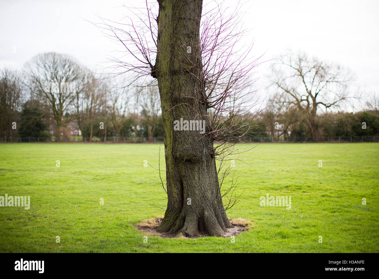 Birmingham trees hi-res stock photography and images - Alamy