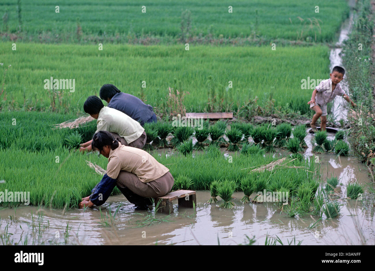 Chinese rice fields workers hi-res stock photography and images - Alamy