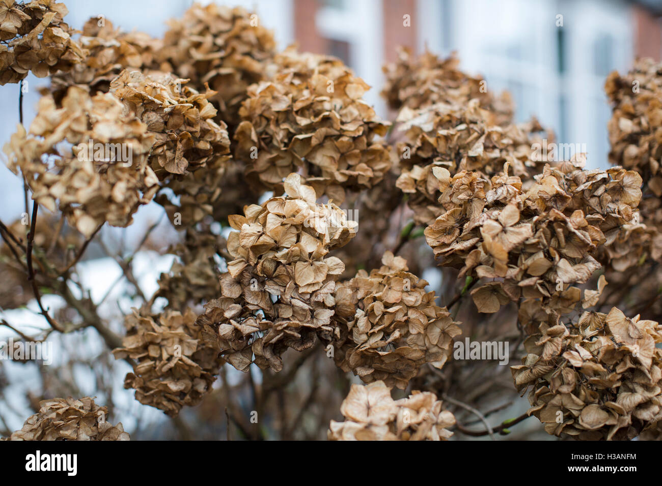 Dead plant and outside hi-res stock photography and images - Alamy