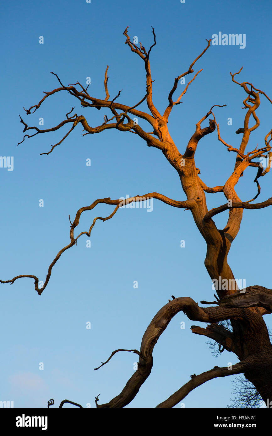 Dead tree with branches lit by the morning sun Stock Photo - Alamy
